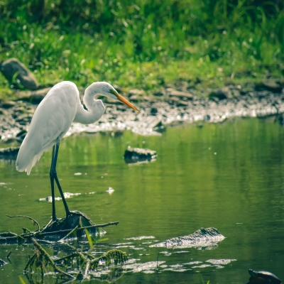 animal - addons.videolan.org