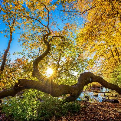 Nature autumn Sunrays forest landscape tree HD Wallpaper - KDE Store