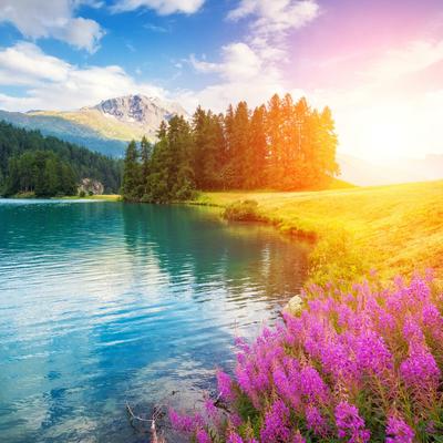 Sunrays Pine Trees Lake Reflection HD Wallpaper - KDE Store