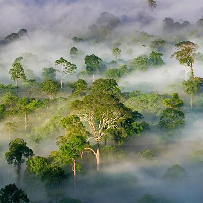 Danum Valley Conservation Area Sabah Malaysia - KDE Store