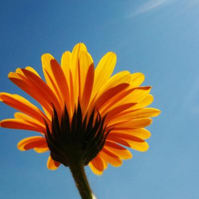 sun light - KDE Store