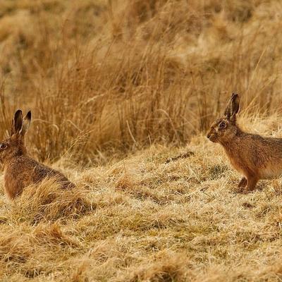 Lovely couple Hares - KDE Store