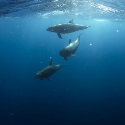 Pack of Dolphins - KDE Store