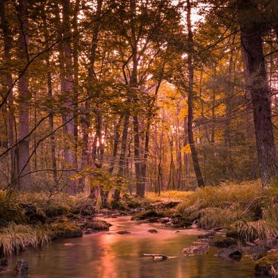 A creek in a beautiful forest - KDE Store