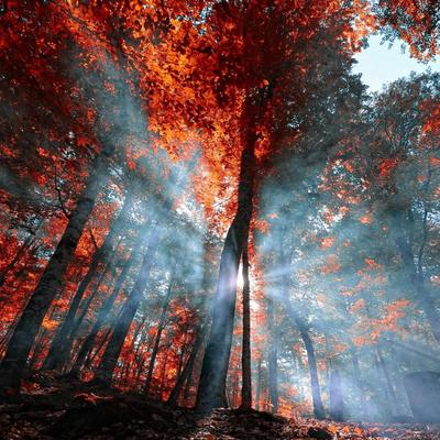 Sunbeams in the fall woods - KDE Store