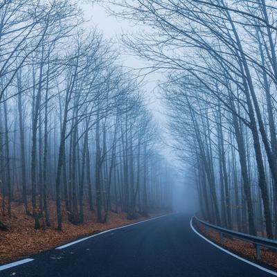 The forest and path - KDE Store