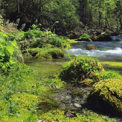 Forest river in summer - KDE Store