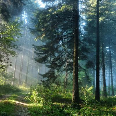 Beautiful landscape in a coniferous forest with sunlight - KDE Store