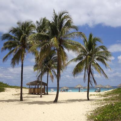 Palm trees on a sandy beach - KDE Store