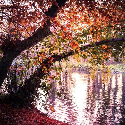 Autumn fall - KDE Store