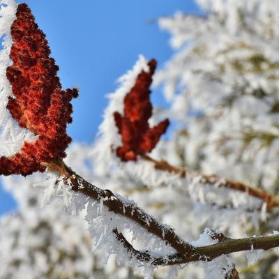 Frozen tree leaves covered with hoarfrost - KDE Store