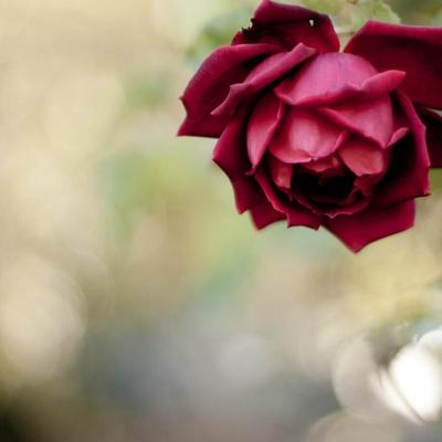 Red rose - KDE Store