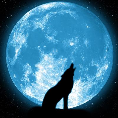 beautiful howling silhouette sky space stars wolf HD - KDE Store