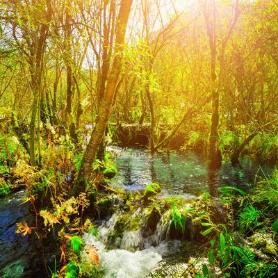 sunrays nature Reflection HD Wallpaper - KDE Store