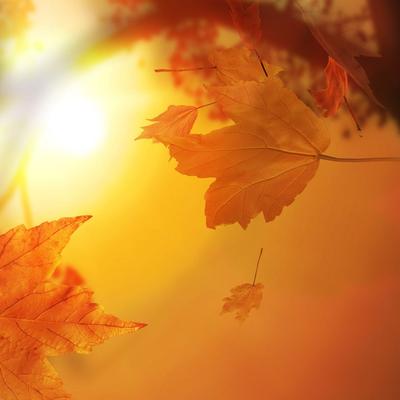 Brown Maple Leaf in Close up Photography Full HD - KDE Store