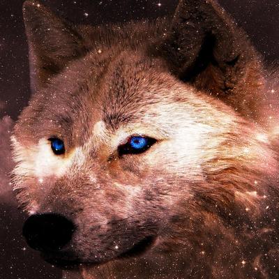 wolf hd - KDE Store