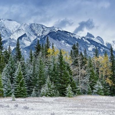 pine forest - KDE Store