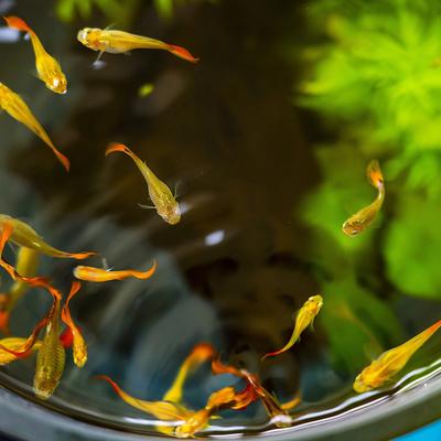 Small fish Water basin - KDE Store