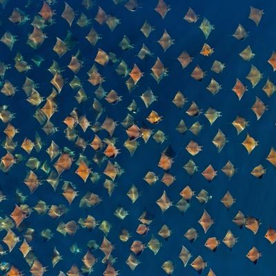 Water Fish - KDE Store