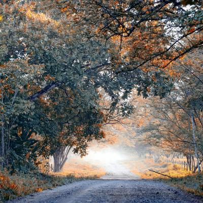 Nature and Trees - KDE Store