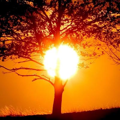 Landscape Sun Red Tree - KDE Store