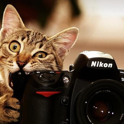 Cutte Kitty - KDE Store