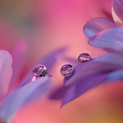 Gentle Purple Flowers Roses Drops Macro Photography Best Hd - KDE Store