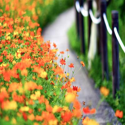 FLOWER PATH - KDE Store