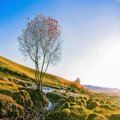 RED LEAVES - KDE Store