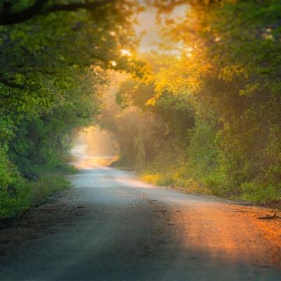 TREE COVERED ROAD - KDE Store