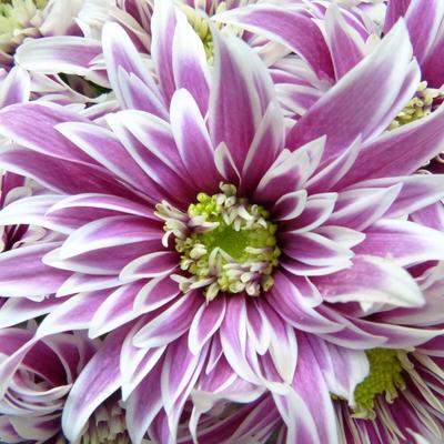 flowers - KDE Store