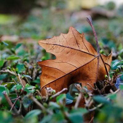 leaves - KDE Store