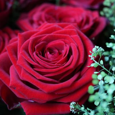 red roses - KDE Store