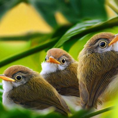 cute birds - KDE Store