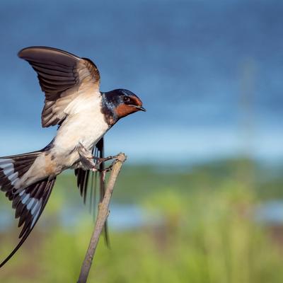 cute bird - KDE Store