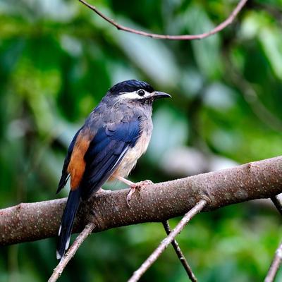 cute bird - KDE Store