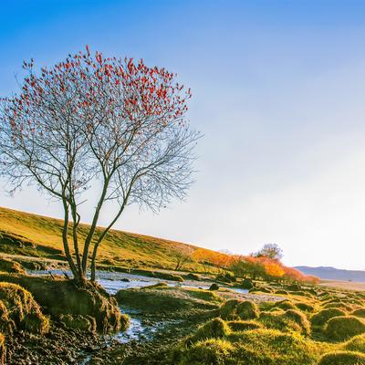 single tree - KDE Store