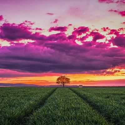 single tree - KDE Store