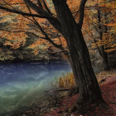 single tree - KDE Store