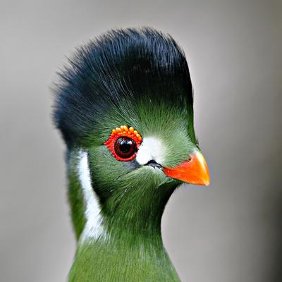 cute bird - KDE Store