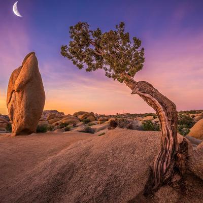 single tree - KDE Store