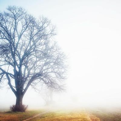 single tree - KDE Store