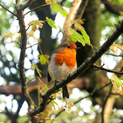 cute bird - KDE Store