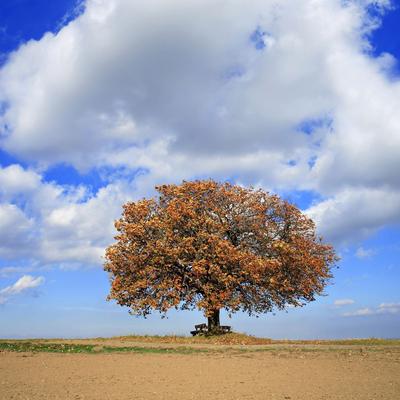 single tree - KDE Store