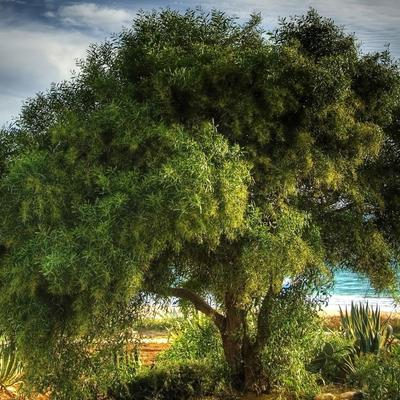 single tree - KDE Store