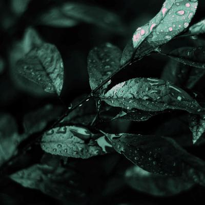 leaves - KDE Store