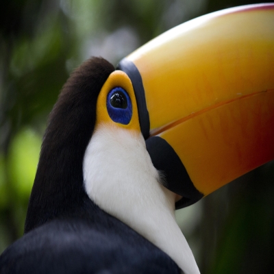 cute bird - KDE Store