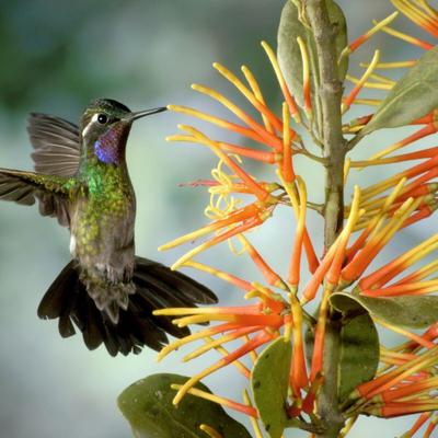 cute bird - KDE Store