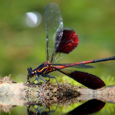 dragonfly - KDE Store