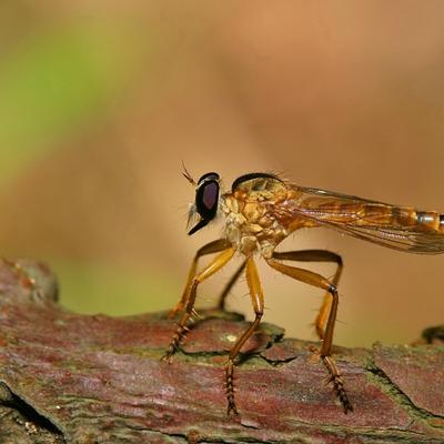 dragonfly - KDE Store